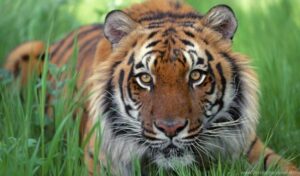 25 fakta om tigrar