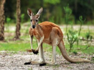 50 interesting facts about Kangaroo