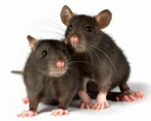 34 interesting facts about rats