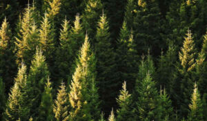 12 interessante Fakten über Kiefern