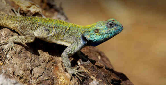 22 zanimljive činjenice o gušterima