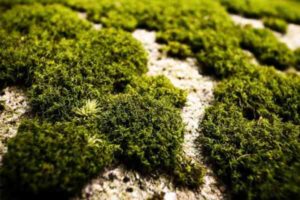 13 interesting facts about mosses