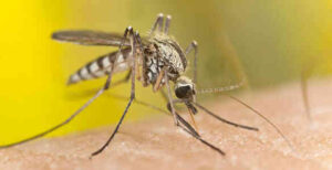 26 interesting facts about mosquitoes