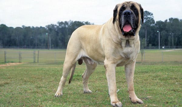 20 Interesting Facts About Dogs 20-interesting-facts-about-dogs