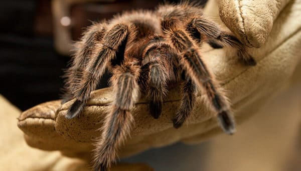 22 interesting facts about tarantulas