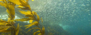 24 interesting facts about algae