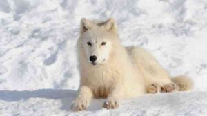 17 interesting facts about arctic wolves