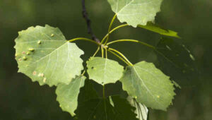 13 interesting facts about aspen