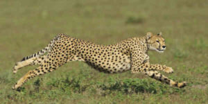 30 curiozitati despre gheparzi