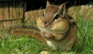 23 interesting facts about chipmunks