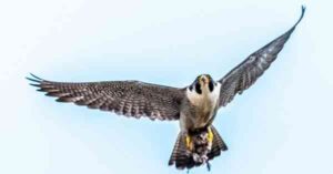 17 interesting facts about falcons