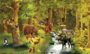20 interesting facts about forest animals