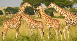 30 interessante fakta om sjiraffer