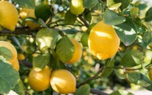 30 interesting facts about lemon