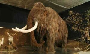 24 weetjes over mammoeten