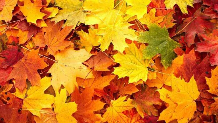 15 interesting facts about maple