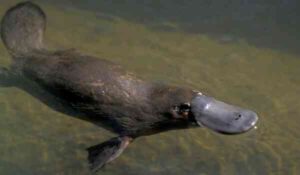 25 interesting facts about platypuses