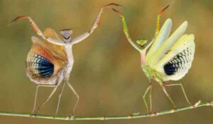 15 interesting facts about praying mantises