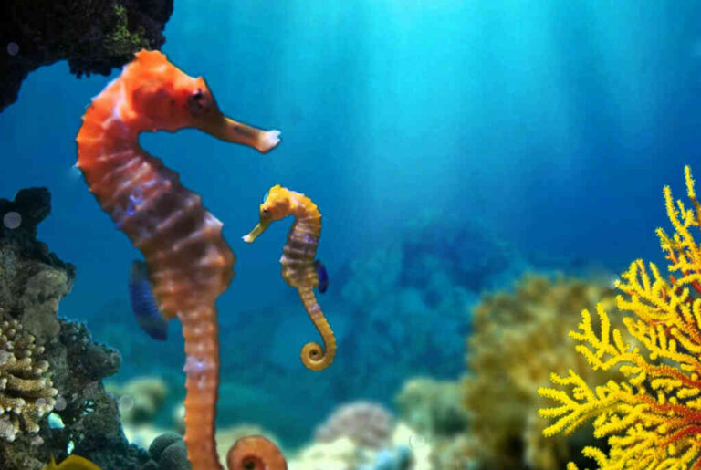 25 interesting facts about seahorses