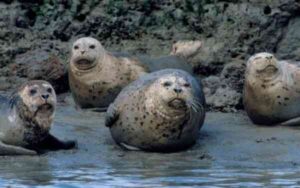 25 interesting facts about seals