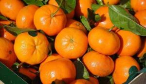 29 interesting facts about tangerines