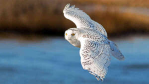 20 interesting facts about the snowy owl