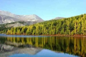 21 interesting facts about the taiga